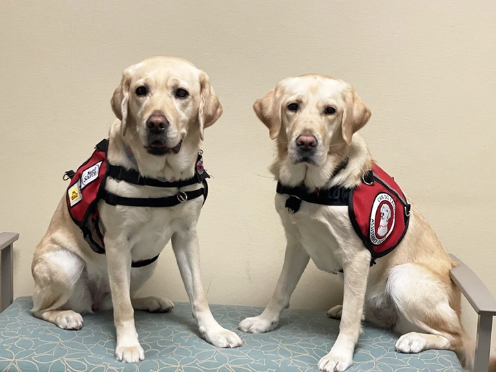 Resources - Child and Family Life - Facility Dog Program